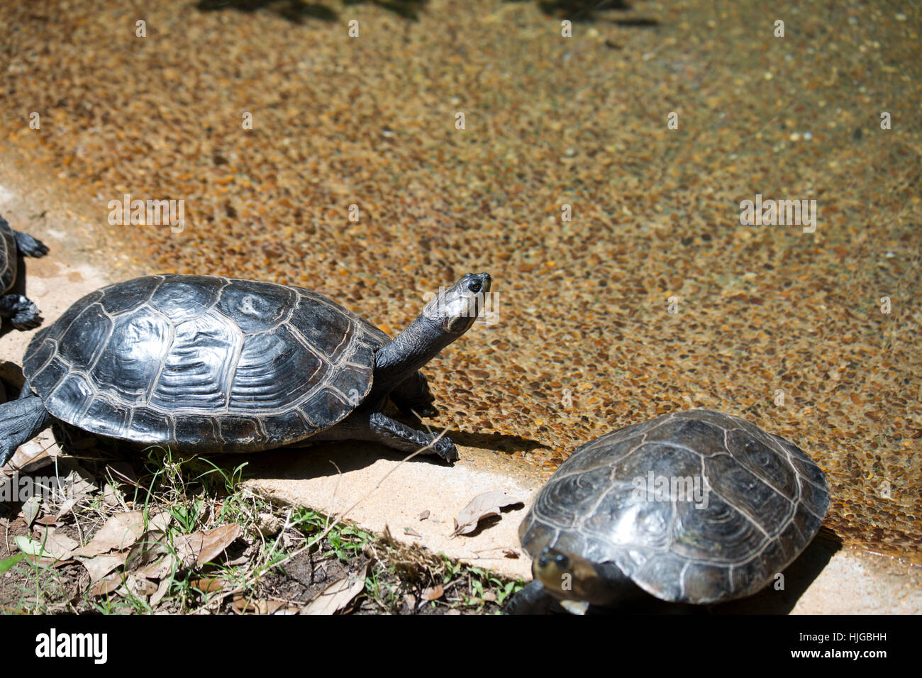 Yellow-spotted Amazon turtles (Podocnemis unifilis) climbing out of a ...