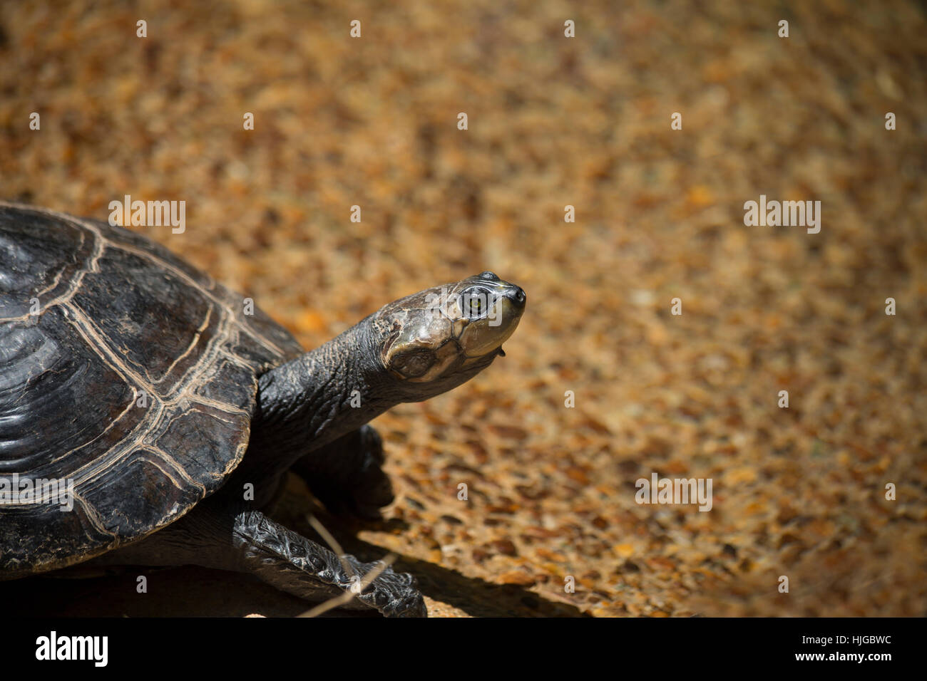 Yellow-spotted Amazon turtle (Podocnemis unifilis) climbing into a pond ...