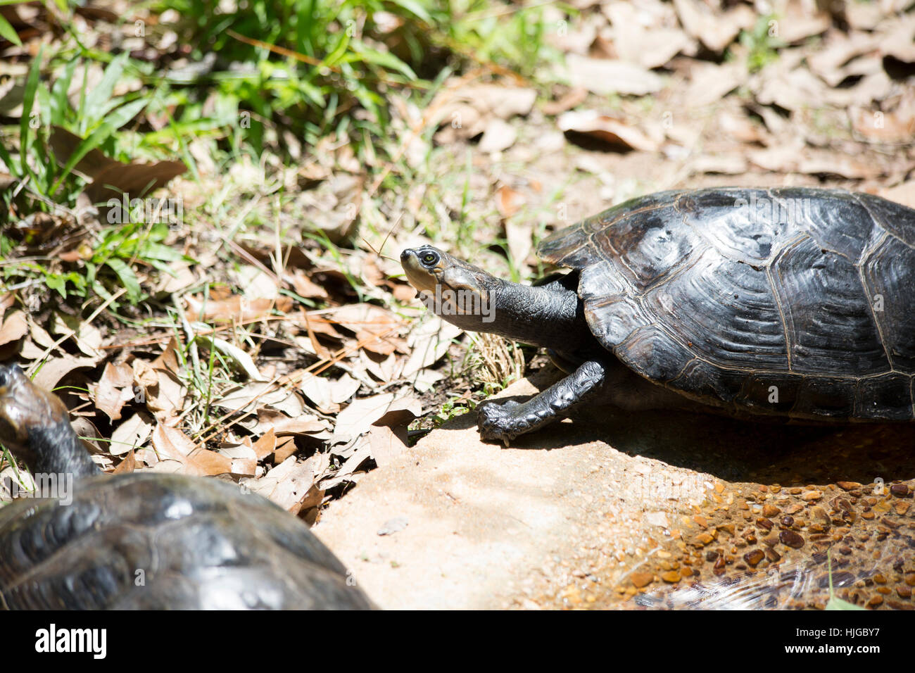 Yellow-spotted Amazon turtle (Podocnemis unifilis) climbing out of a ...