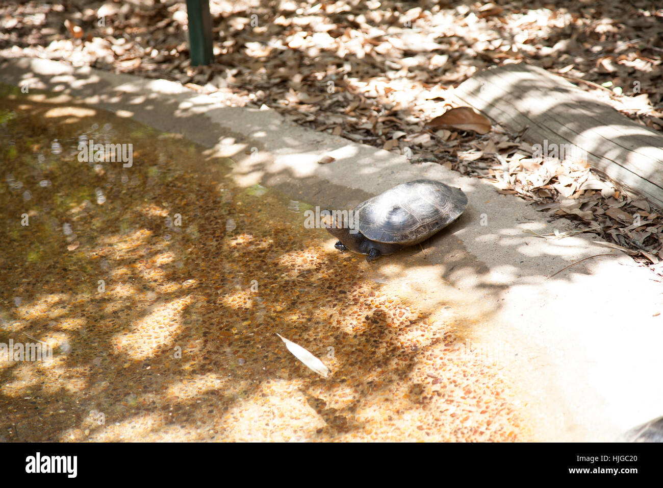Yellow-spotted Amazon turtle (Podocnemis unifilis) climbing into a pond ...