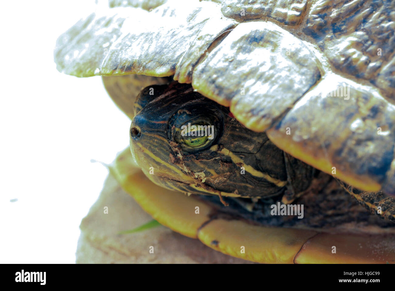 Red-eared pond slider (Trachemys scripta elegans) hiding in its shell ...