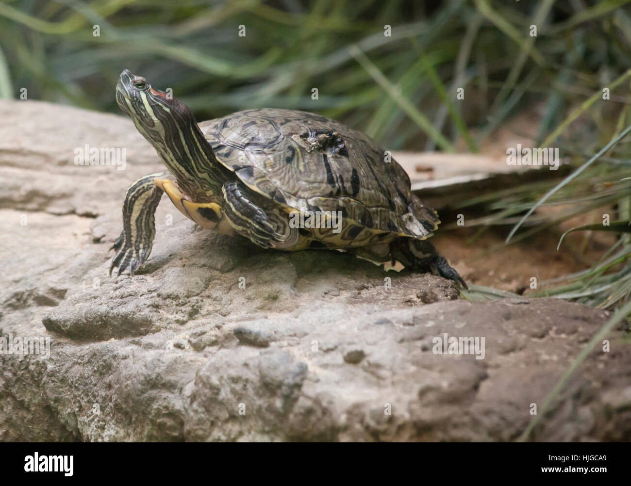 Red-eared pond slider (Trachemys scripta elegans) standing on a rock ...