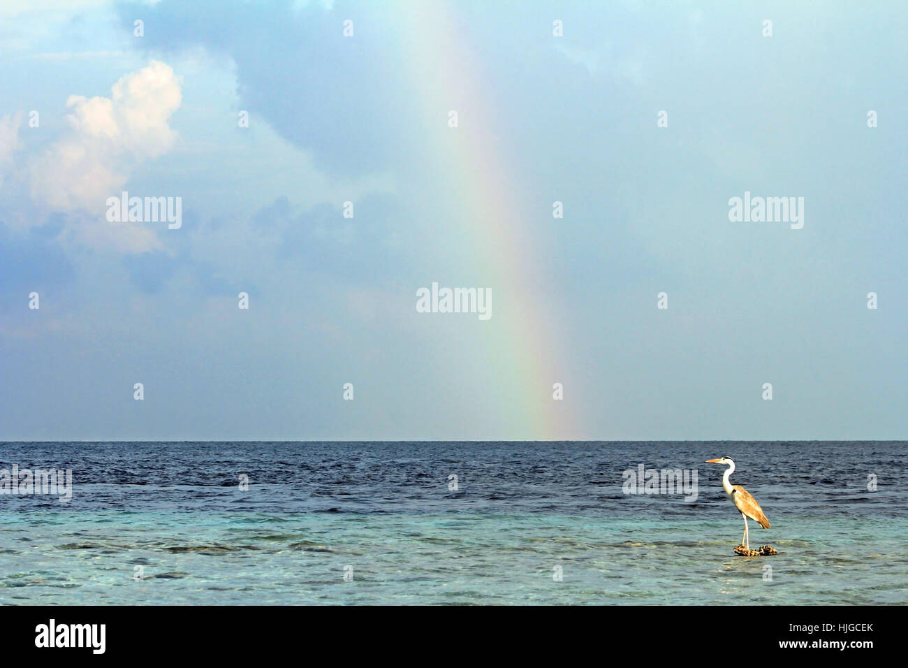 the herons under the rainbow Stock Photo - Alamy