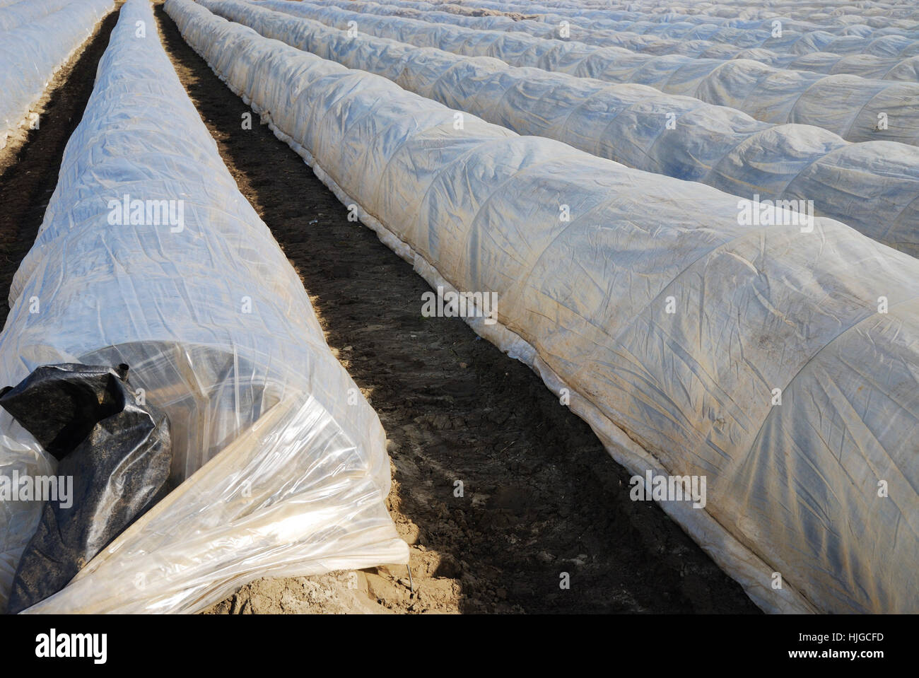 agriculture, farming, field, lines, row, acre, plastic, synthetic ...