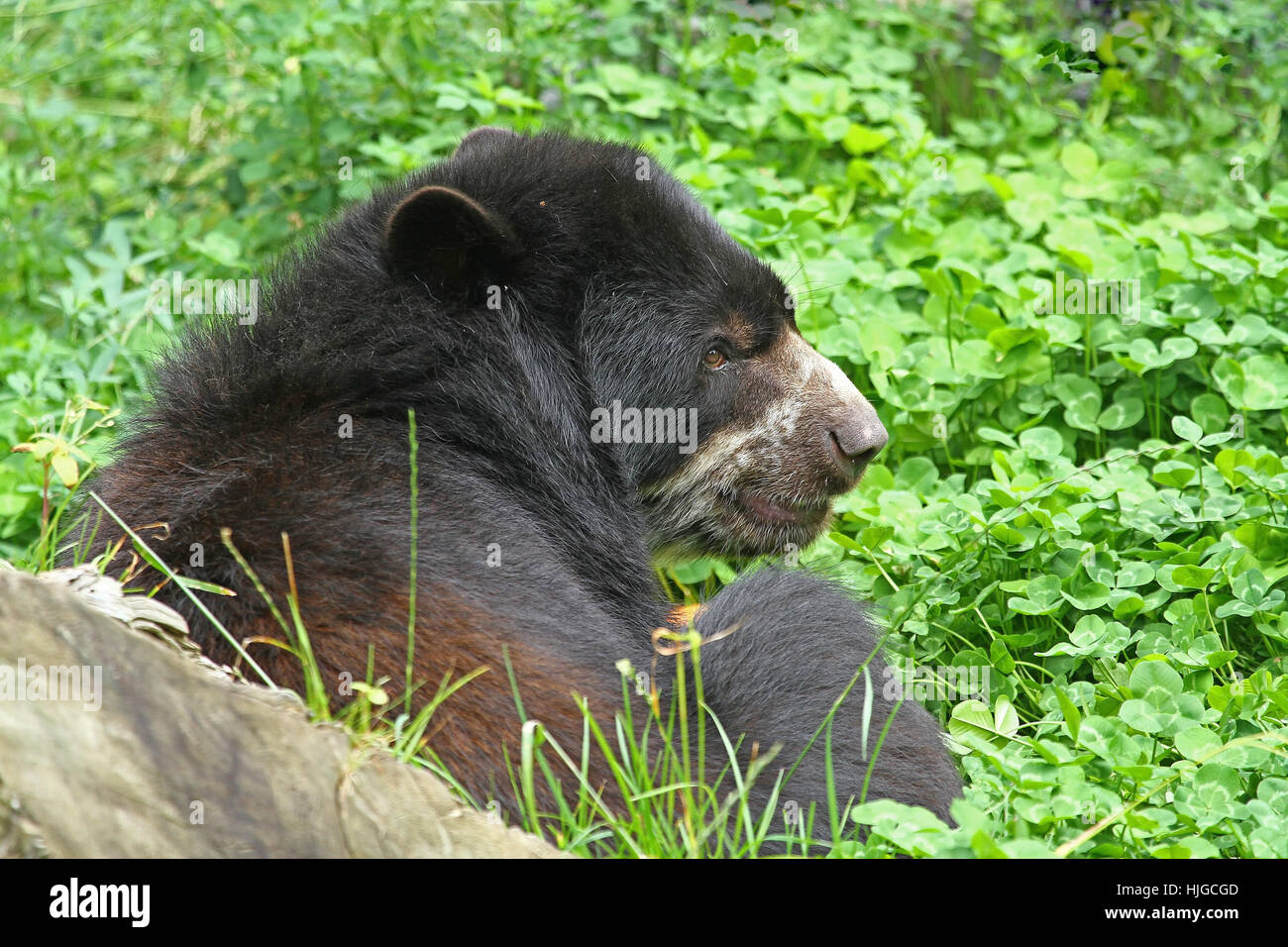 mammal, bear, predator, south america, periled, mammal, bear, predator ...