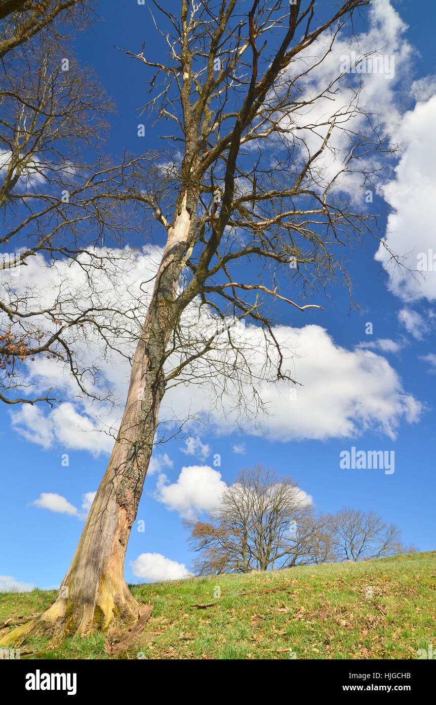 tree, spring, fruit-tree, rotten, slim, arid, sligth, lean, gaunt, thin ...