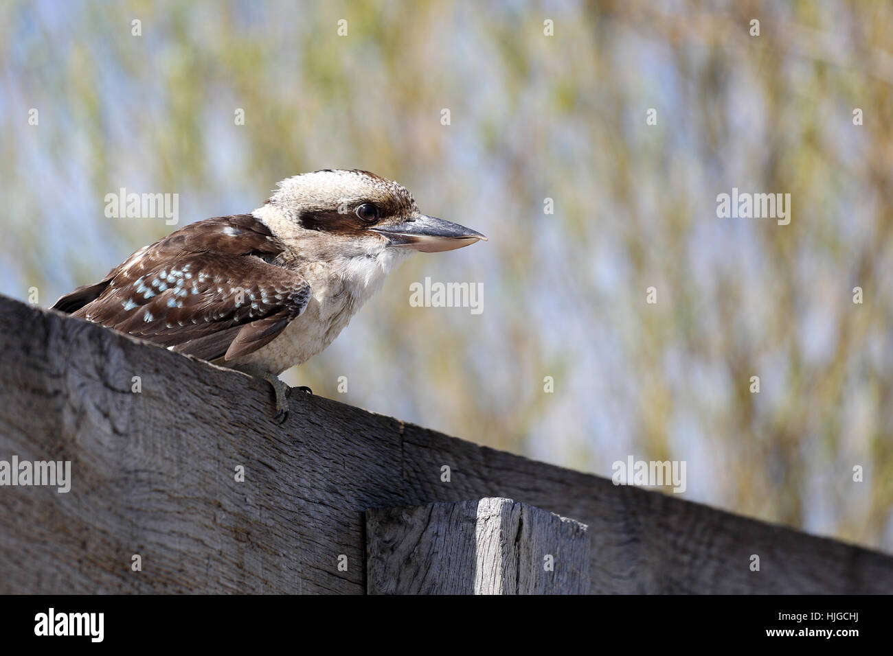 bird, australia, branch, beak, wildlife, captivity, carnivorous, nature ...