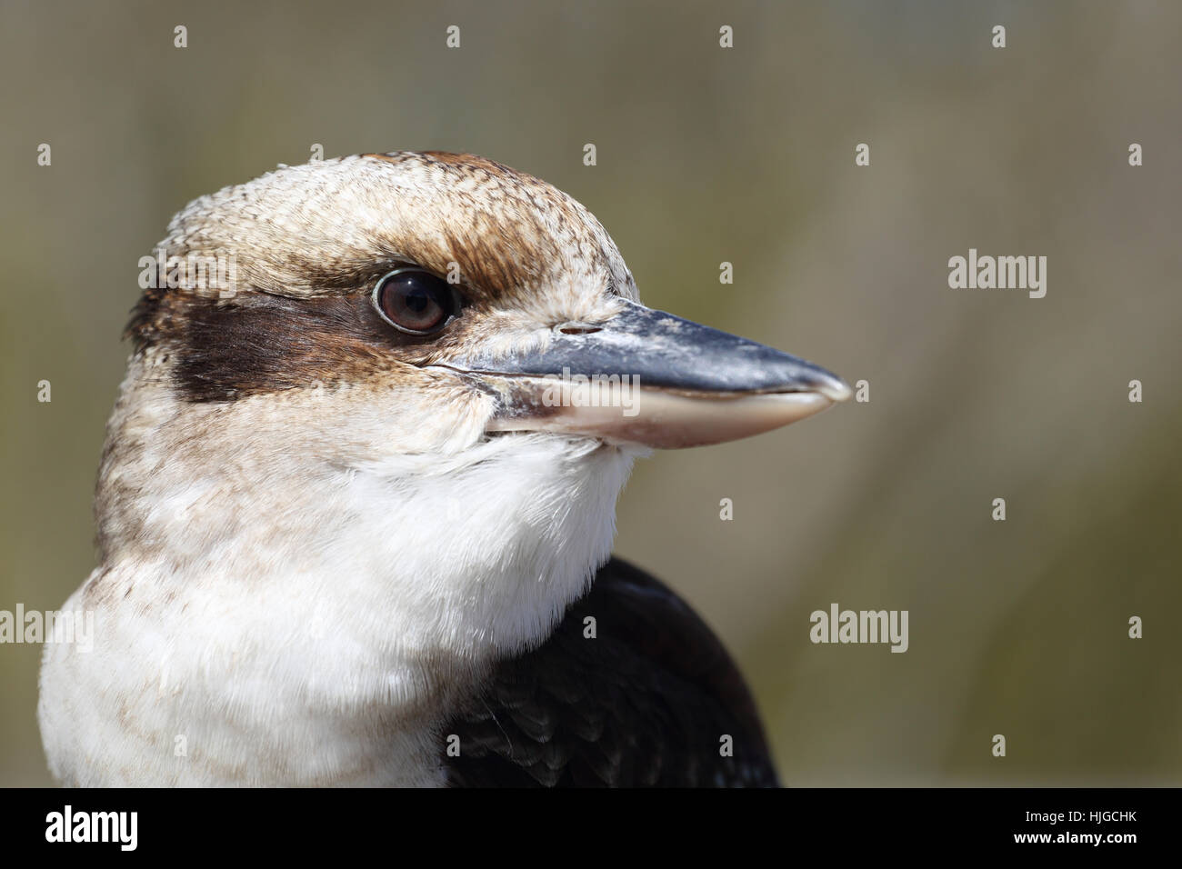 bird, australia, branch, beak, wildlife, captivity, carnivorous, nature ...