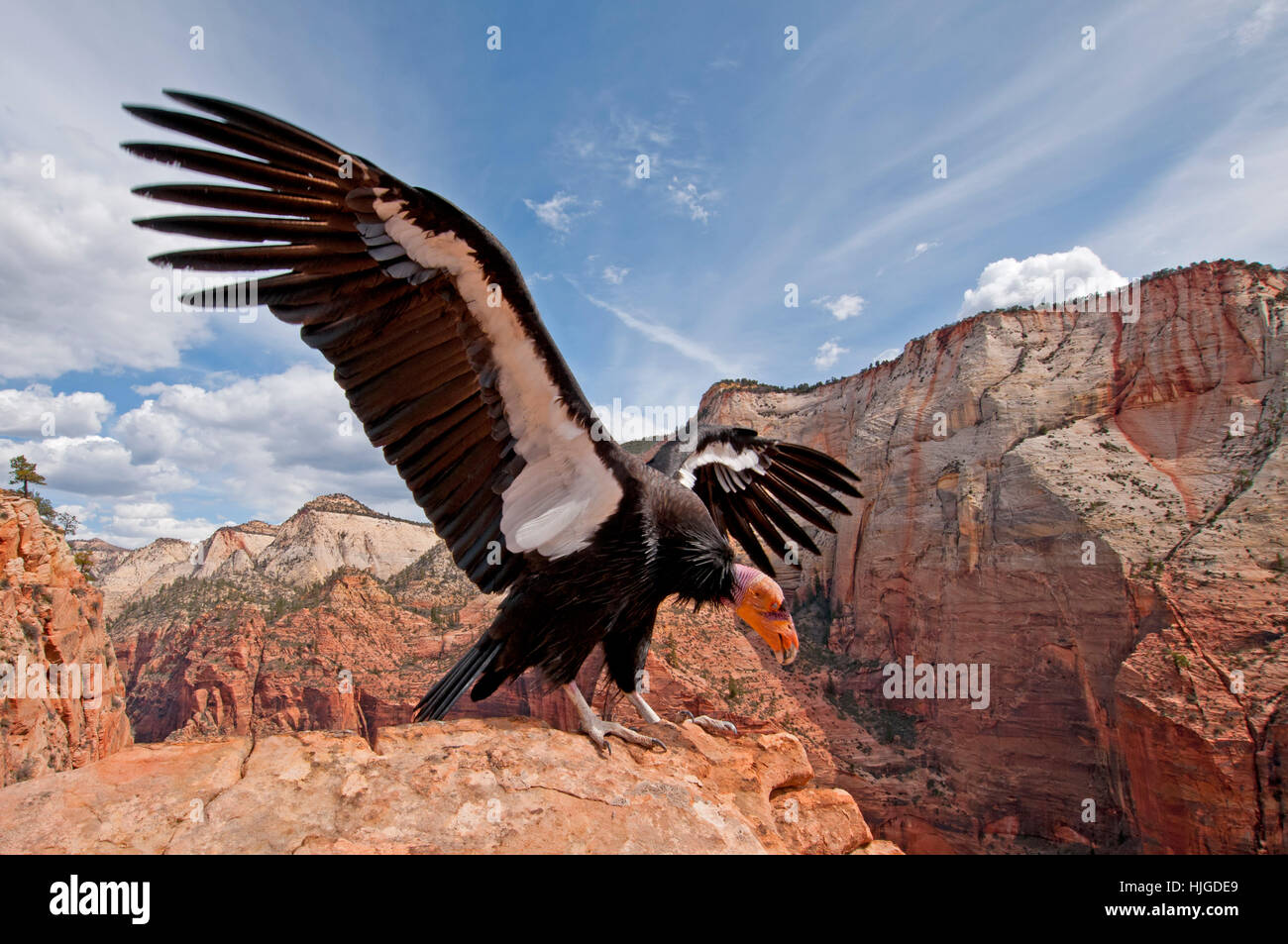 protected, sheltered, bird, birds, raptor, usa, rare, condor, died out ...