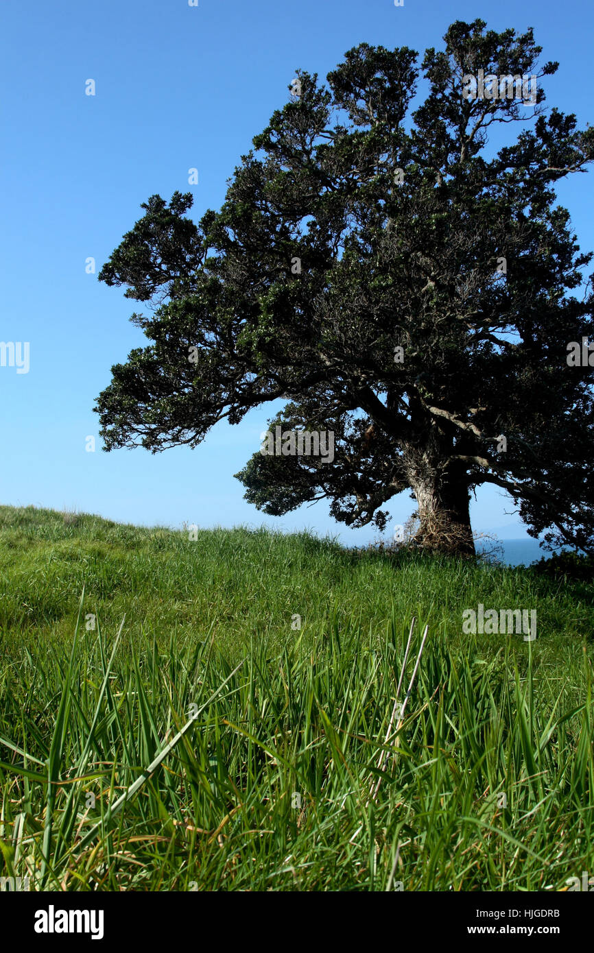 big, large, enormous, extreme, powerful, imposing, immense, relevant ...