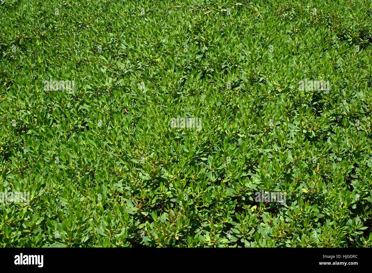 leaf, tree, leaves, bush, lawn, green, backdrop, background, foliage ...