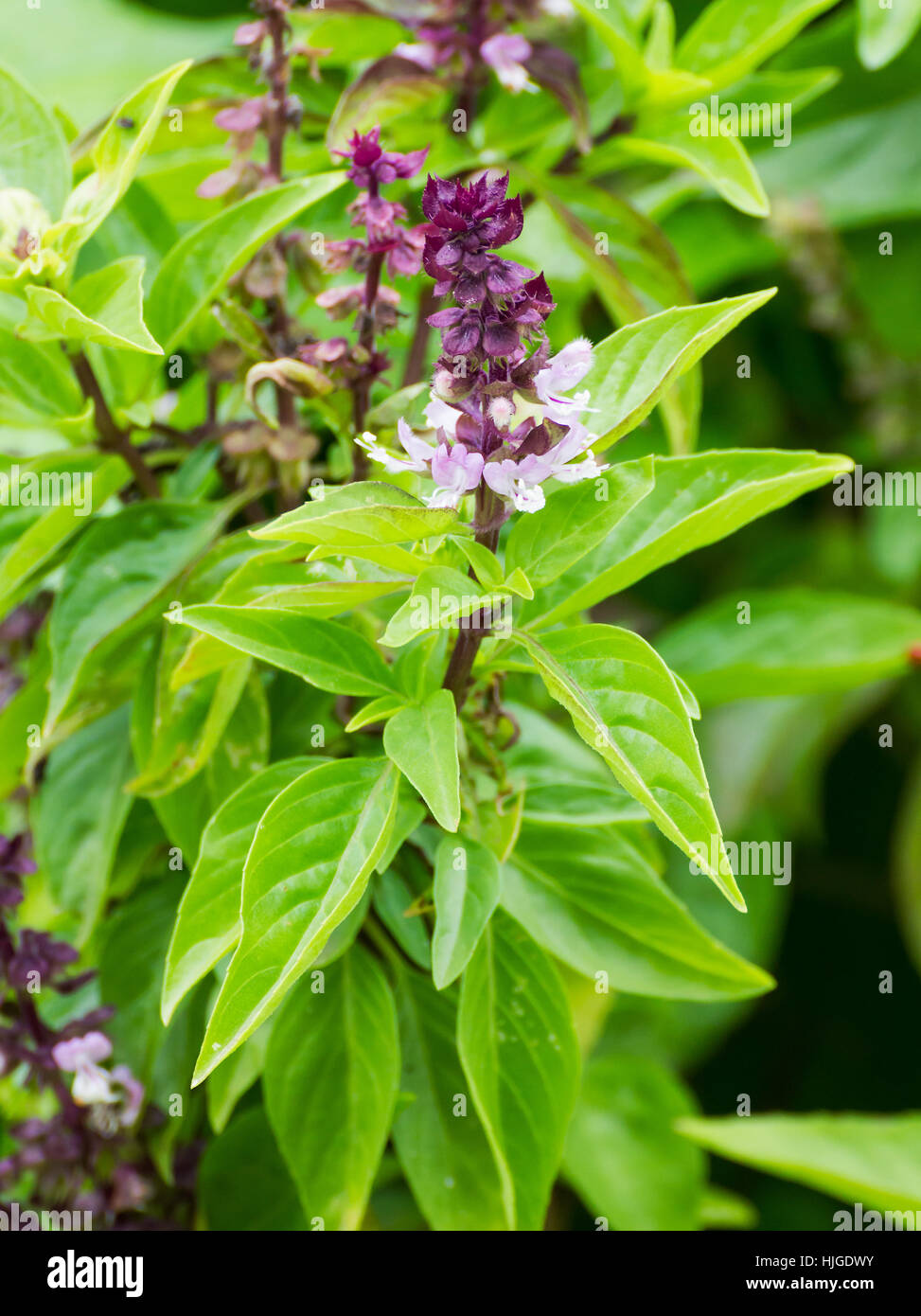 health, medicinally, medical, garden, flower, plant, asia, leaves ...