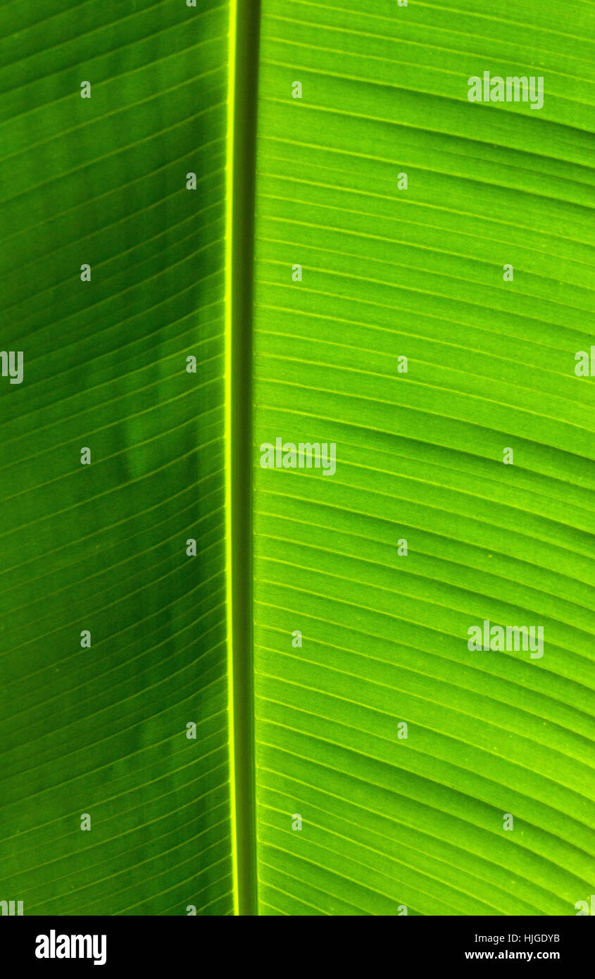 green, lines, portrait format, divide, sharing, divided, page, sheet ...