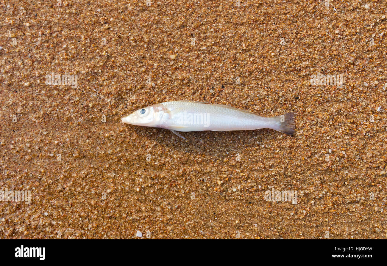 delete, eliminate, terminate, erase, remove, death, risk, animal, fish ...