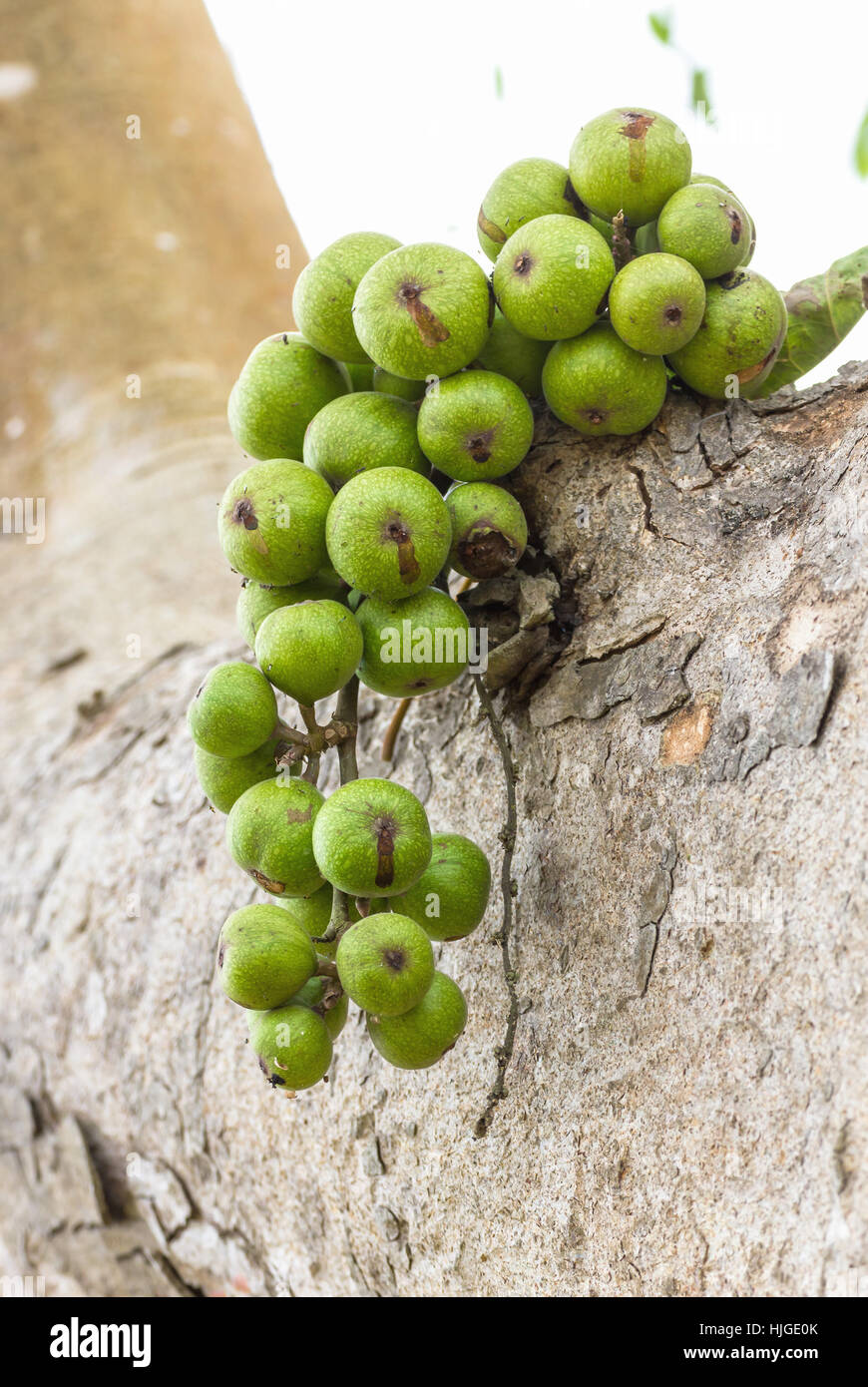 food, aliment, leaf, health, closeup, tree, garden, agriculture ...