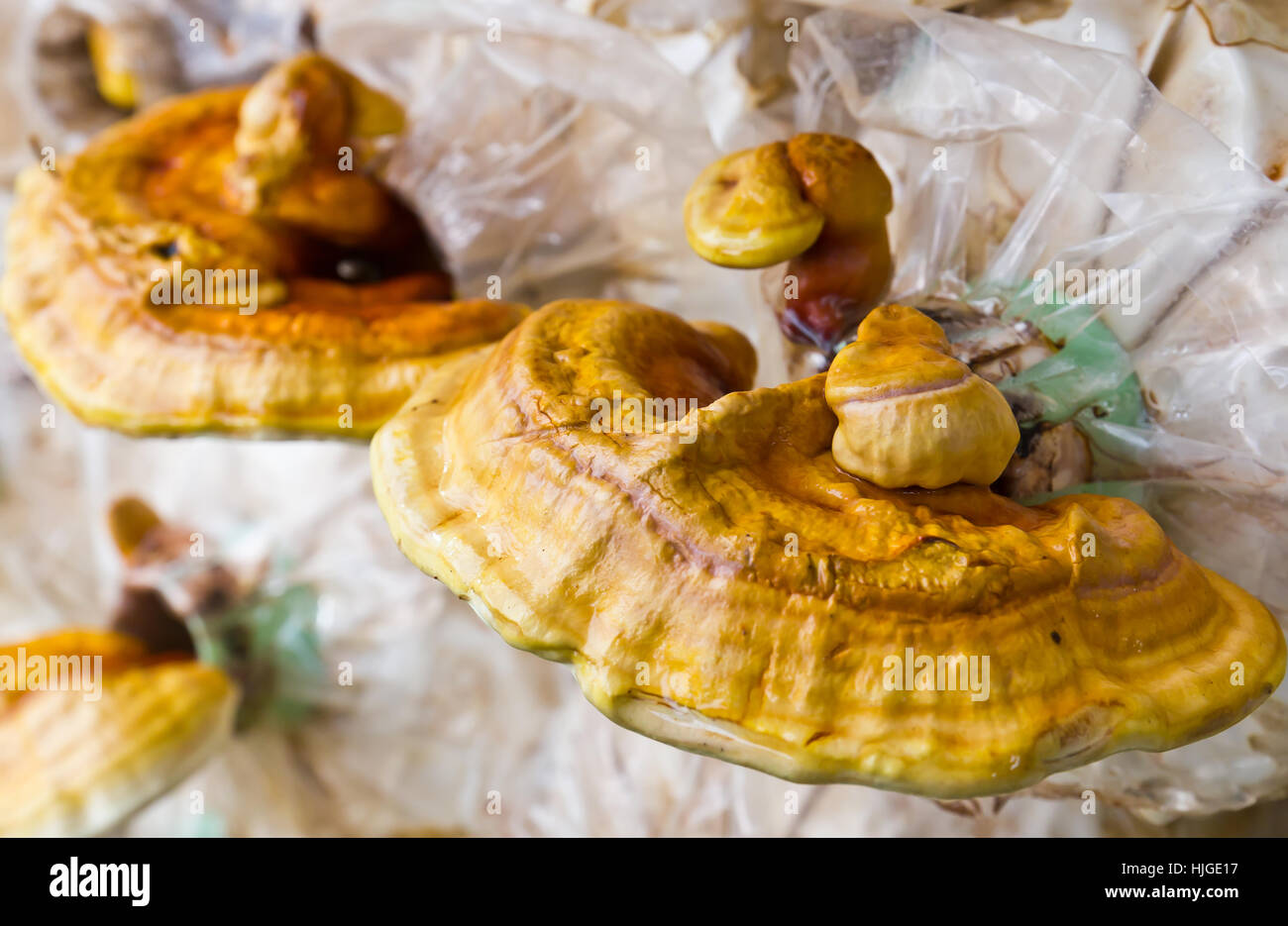 Traditional chinese medical science hi-res stock photography and images ...