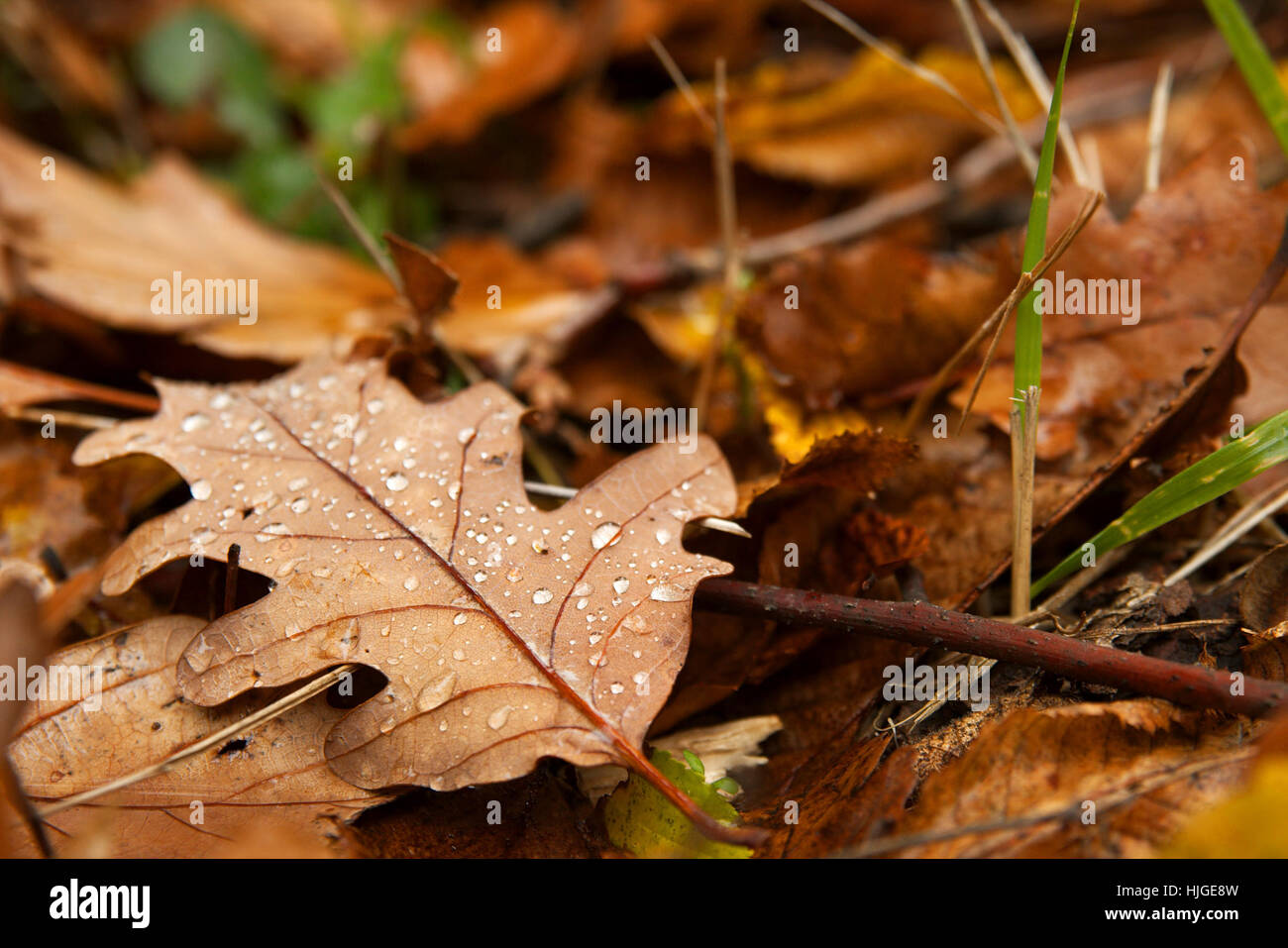 Autumn leaves on the ground after rain Stock Photo - Alamy