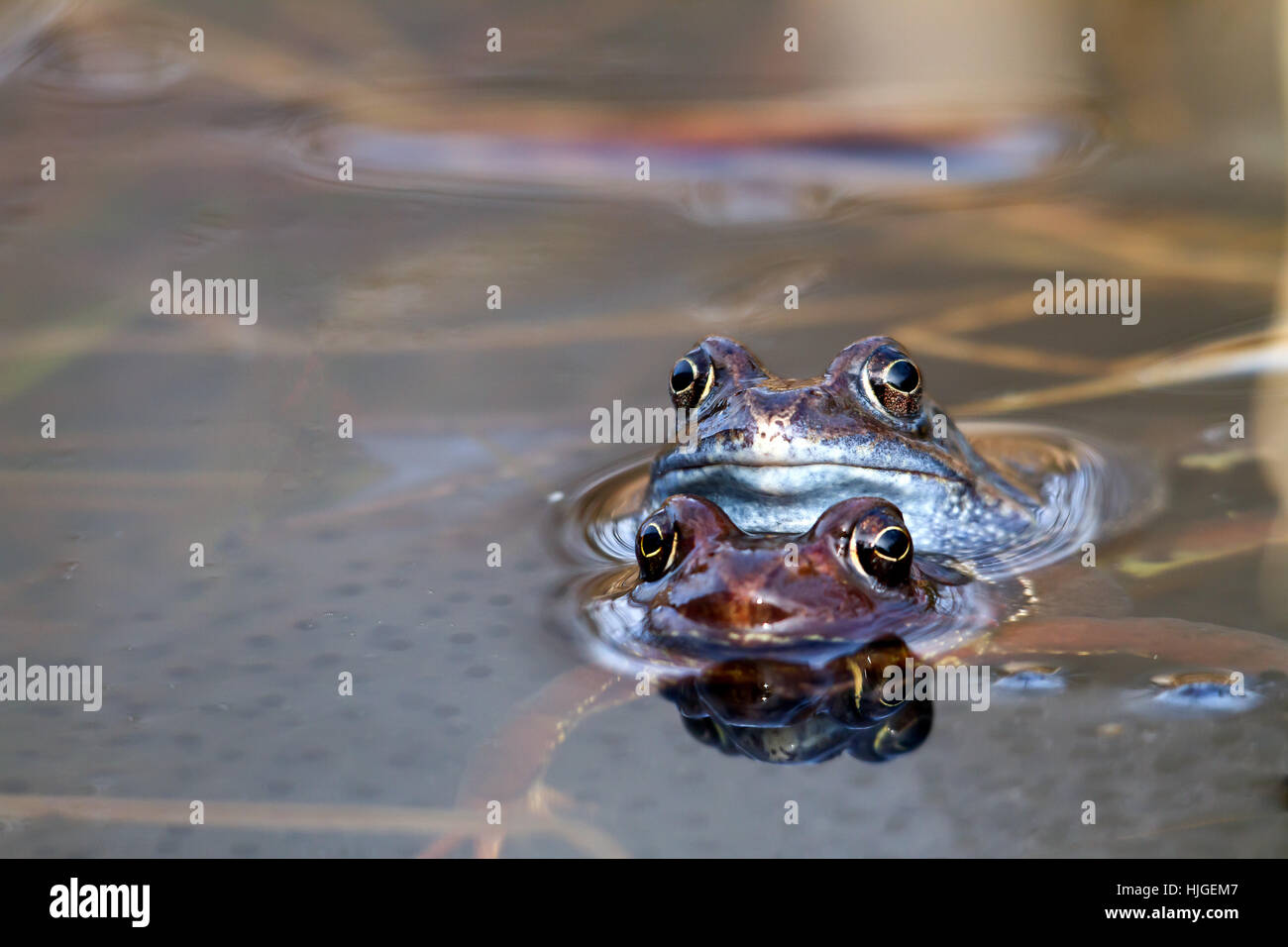 blue, spring, frog, fresh water, pond, water, frogs, blue, waters ...