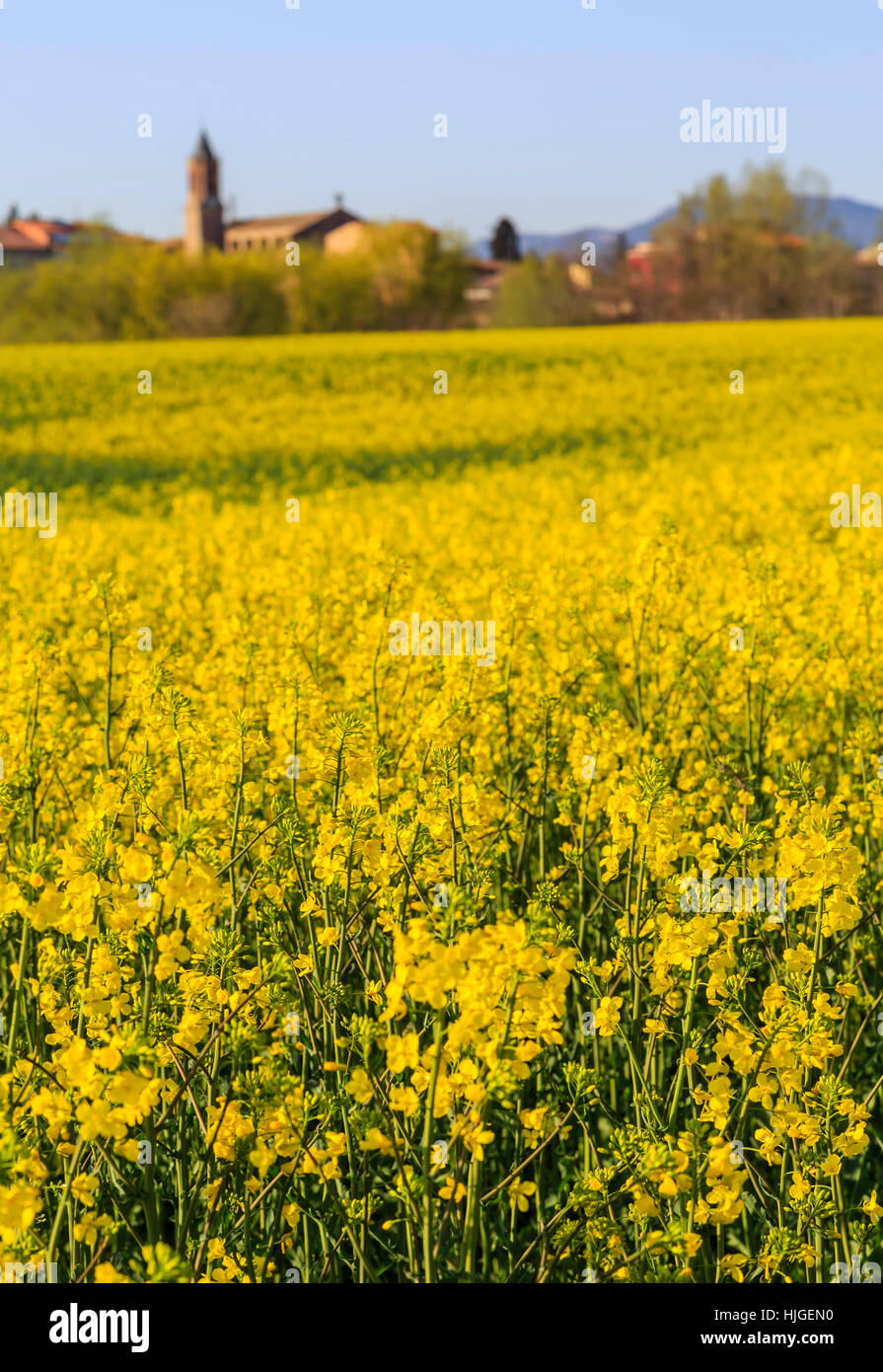 blue, tree, hill, flower, plant, ground, soil, earth, humus, bloom ...