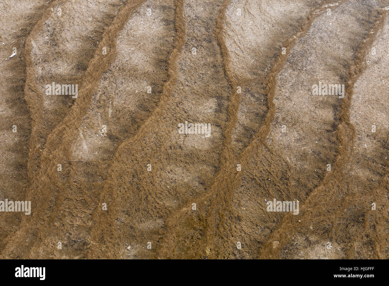 Bacteria near Grand Prismatic Spring in Yellowstone National Park Stock ...