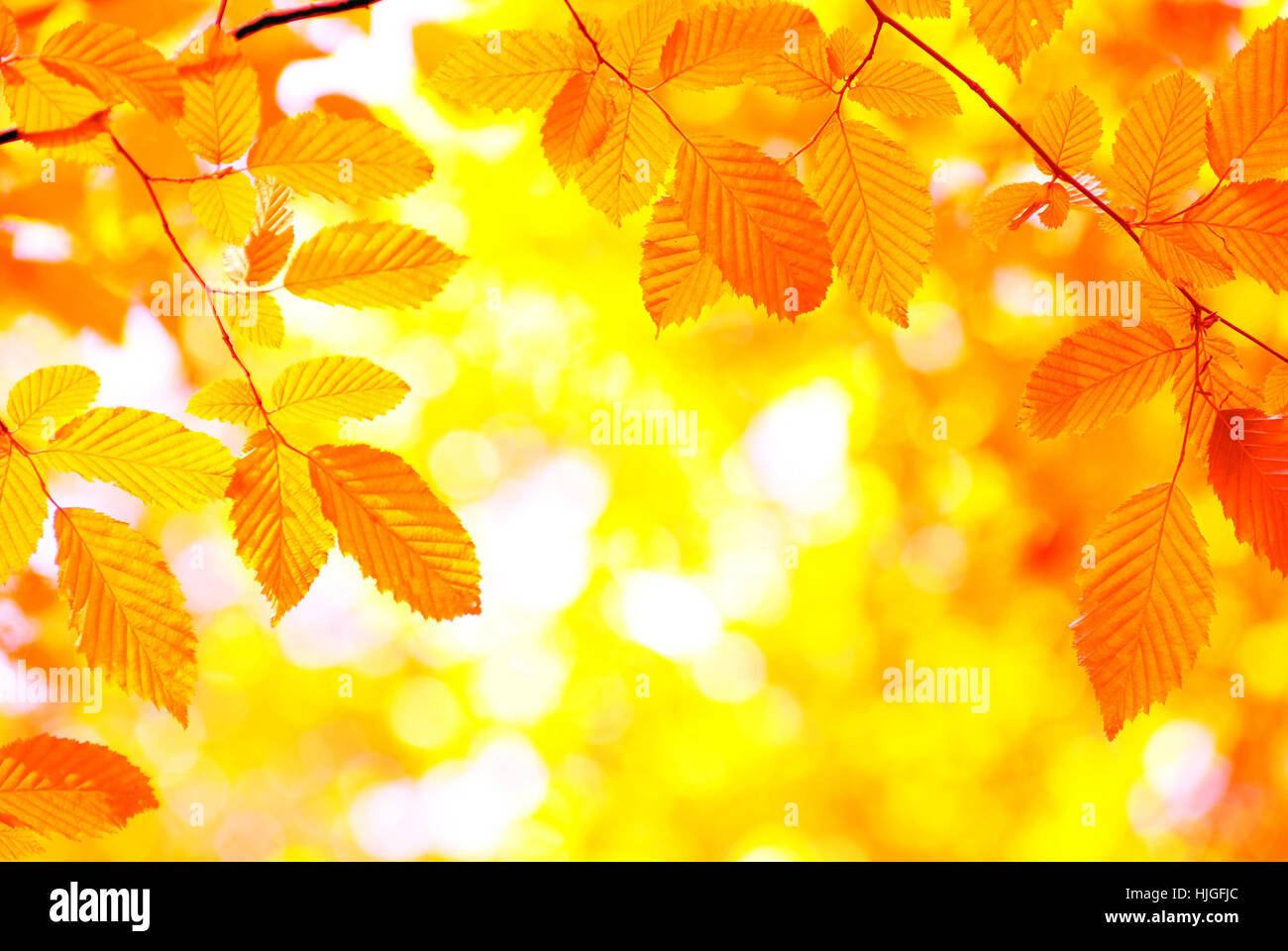 environment, enviroment, tree, leaves, branches, maple, growth, plants ...