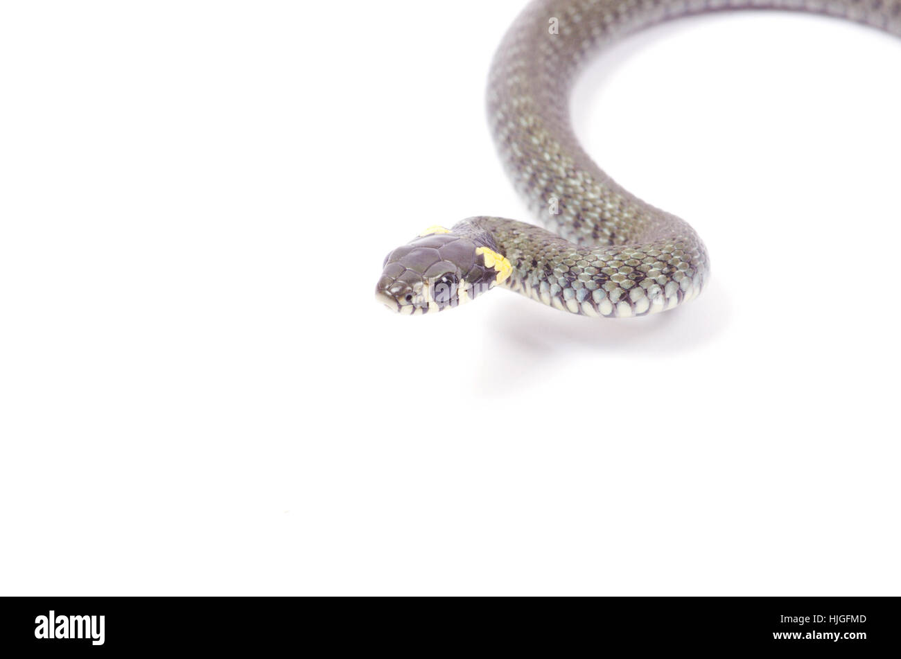 isolated, animal, pet, scrabble, crawling, reptile, black, swarthy ...