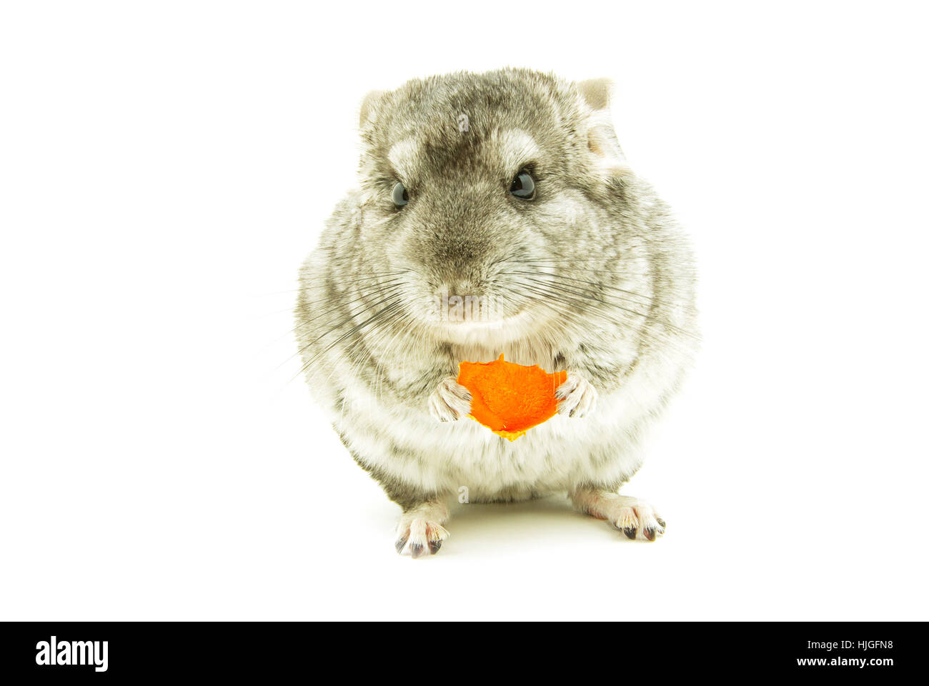 isolated, animal, pet, mammal, portrait, rodent, fur, tail, cut, homey ...