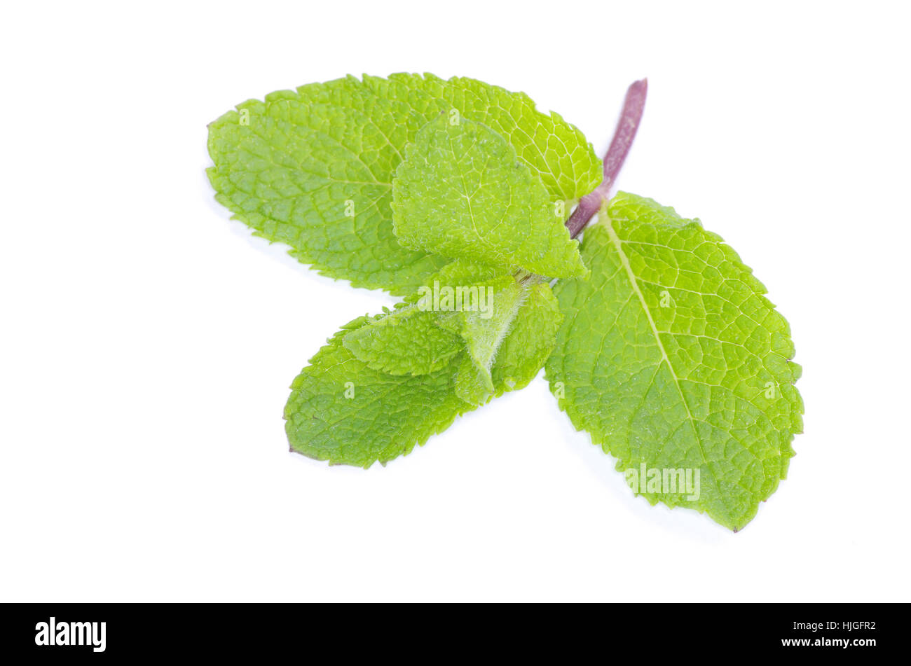 food, aliment, leaf, isolated, closeup, garden, aromatic, boil, cooks ...