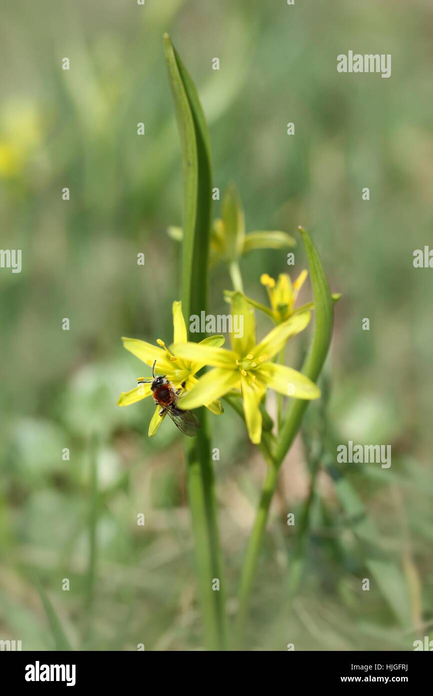 gold-star, insect, bee, bloom, blossom, flourish, flourishing, lily ...