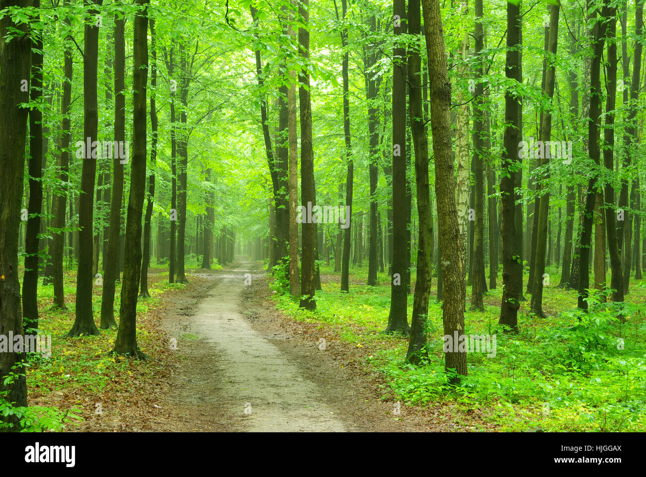 religious, tree, trees, sunbeams, sunlight, magnificence, woods, luxury ...