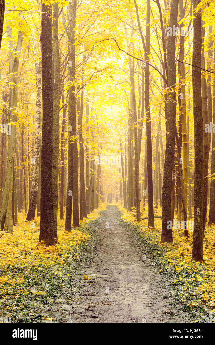 tree, trees, garden, leaves, sunlight, golden, woods, seasons, october ...