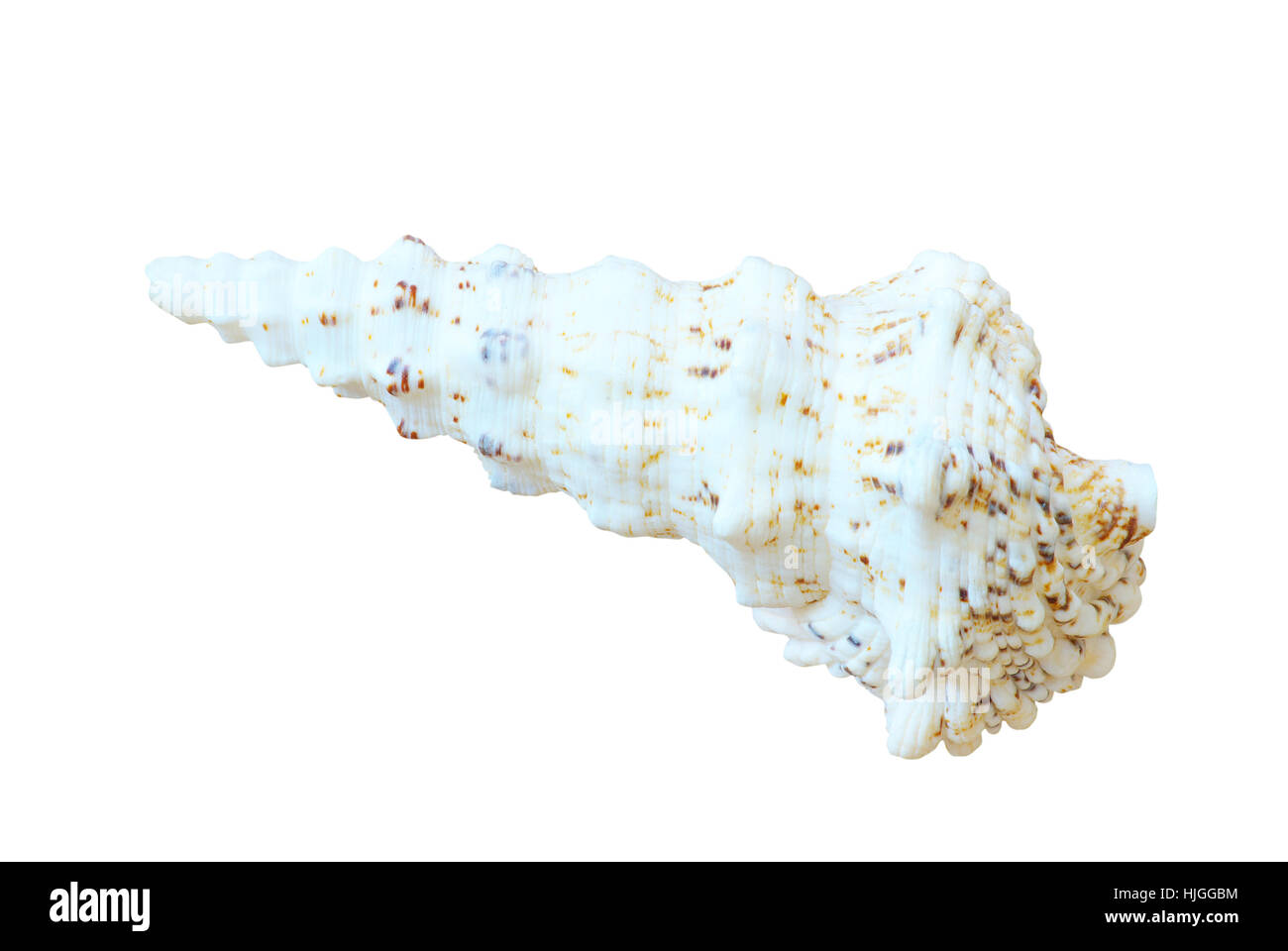 Sea shell isolated on white background Stock Photo - Alamy