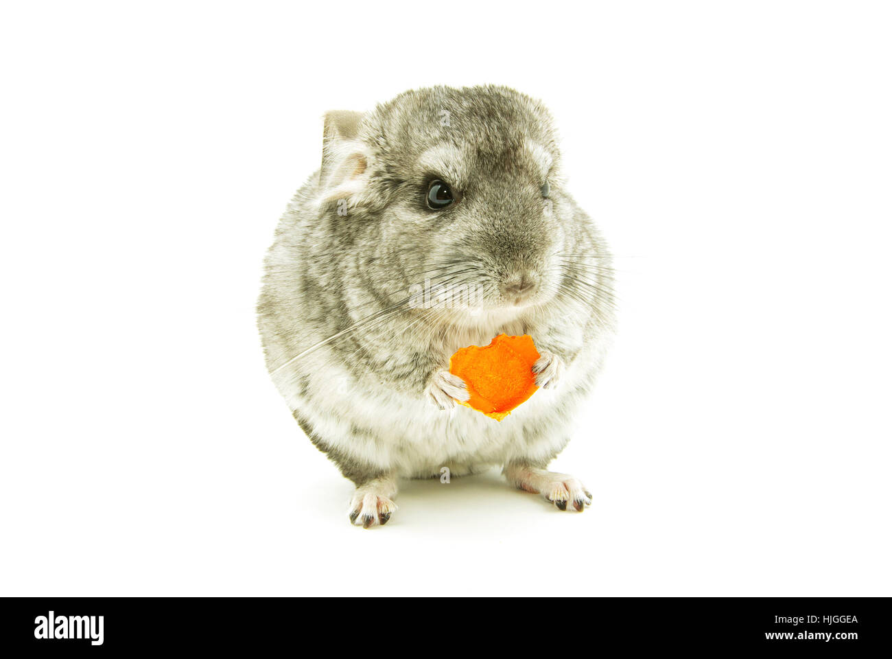 isolated, animal, pet, mammal, portrait, rodent, fur, tail, cut, homey ...