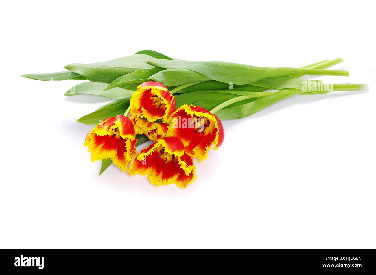 leaf, single, isolated, model, design, project, concept, plan, draft ...