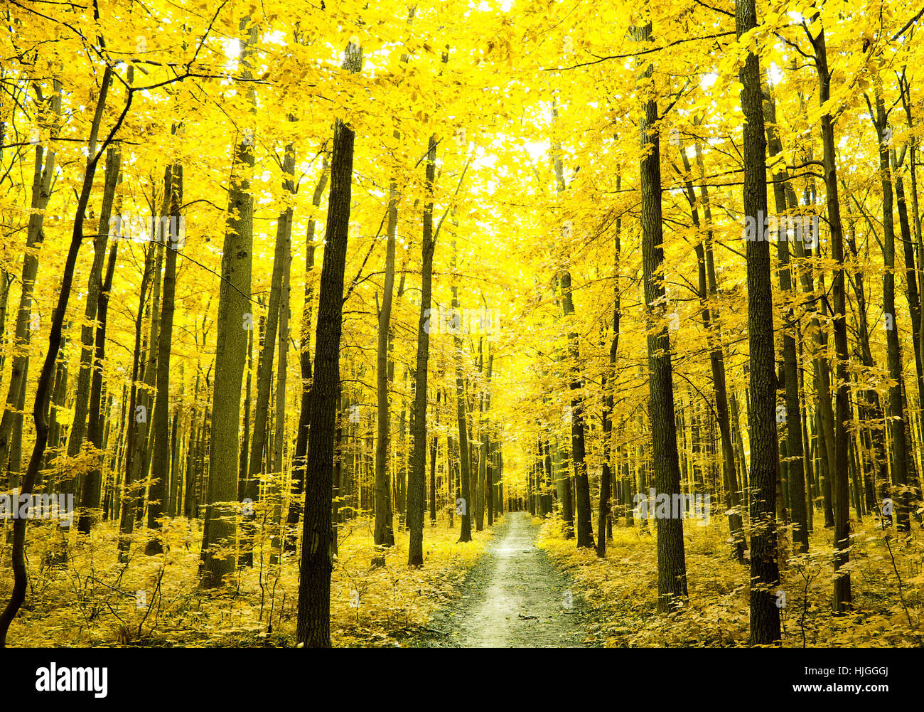 tree, trees, garden, leaves, sunlight, golden, woods, seasons, october ...