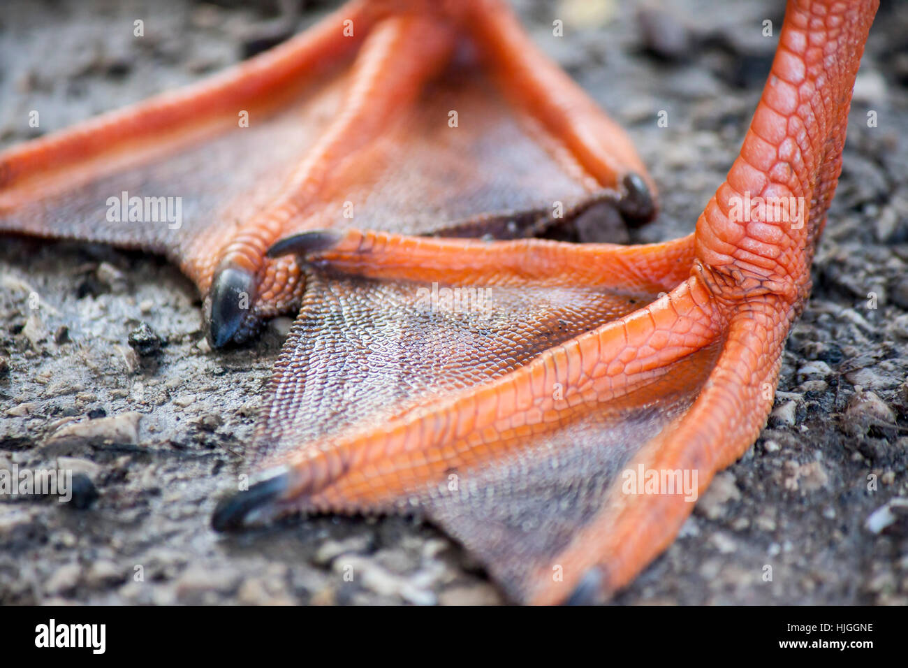 closeup, wild, birds, duck, wildlife, mallard, hunting, chase, legs ...