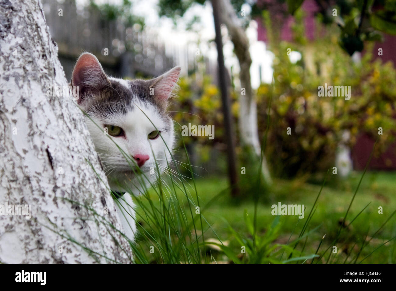 photo of the white cat looking in camera and hiding behind the tree ...