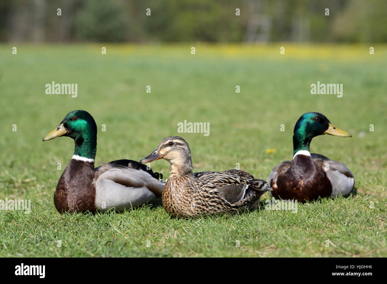 game, tournament, play, playing, plays, played, female, bird, male ...