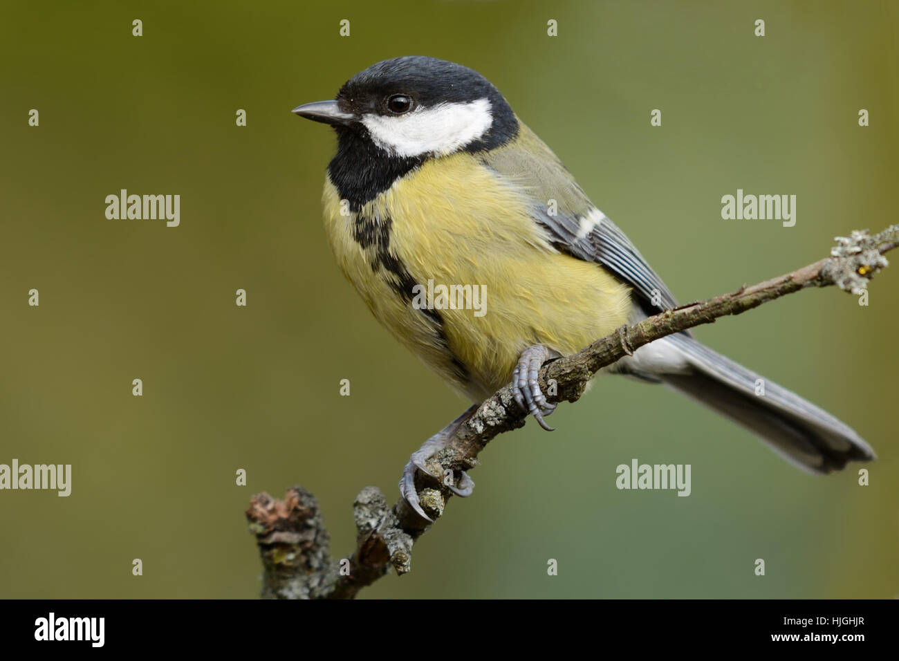 tree, garden, bird, birds, branch, gardens, titmouse, great titmouse ...