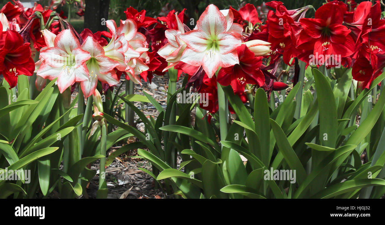 garden, bloom, blossom, flourish, flourishing, flower, flowers, plant ...