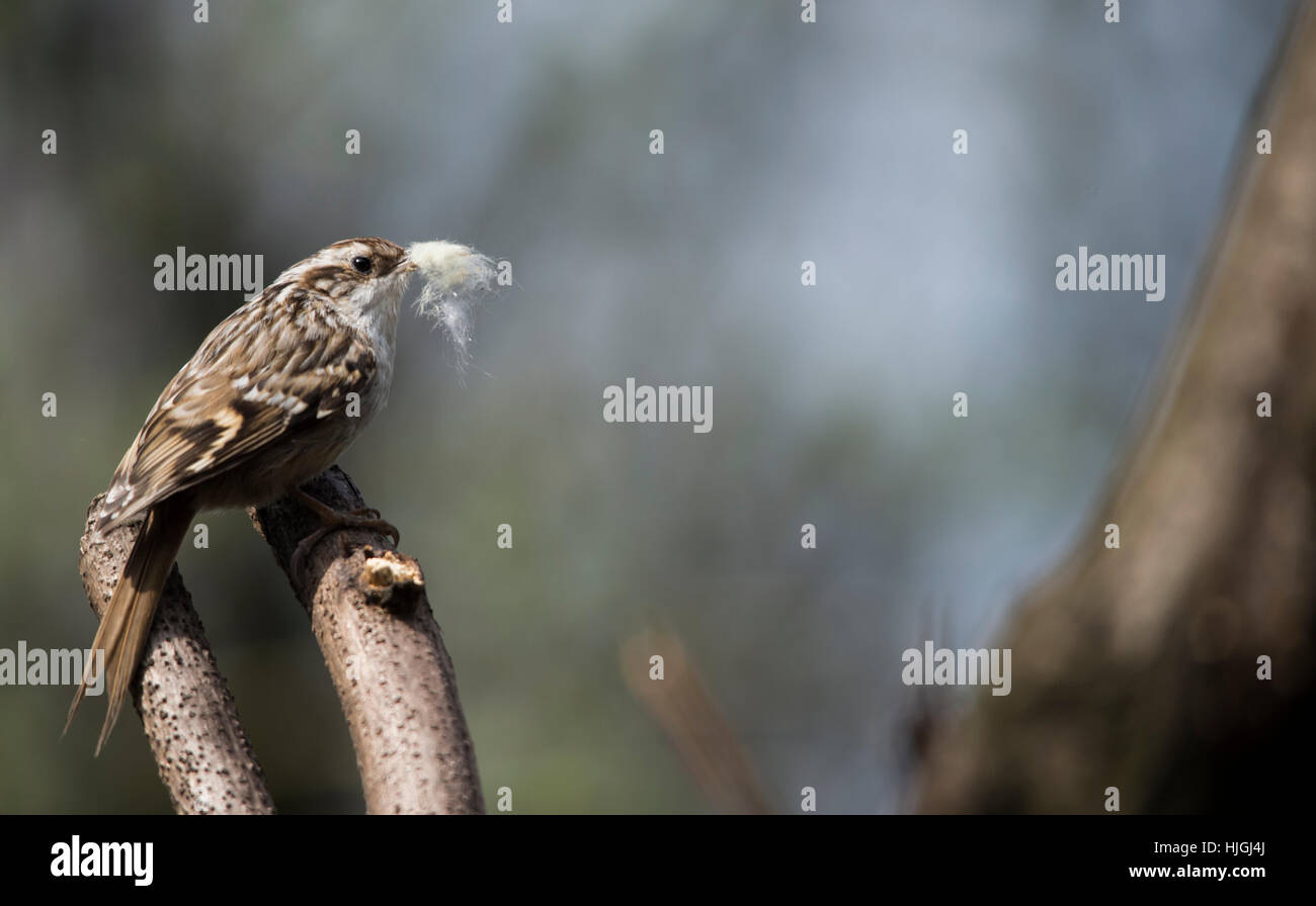 Treecreeper flight hi-res stock photography and images - Alamy