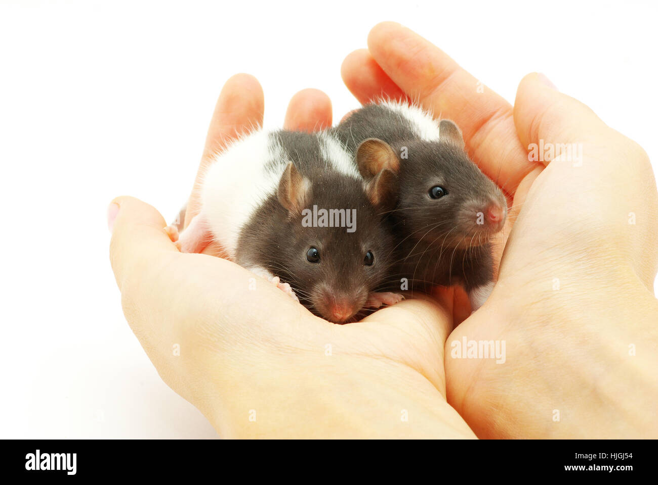 isolated, closeup, animal, mammal, pets, rodent, fur, hairy, shy, nose ...