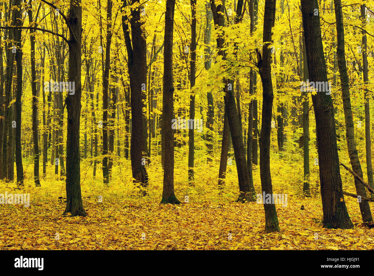 tree, trees, garden, leaves, sunlight, golden, woods, seasons, october ...