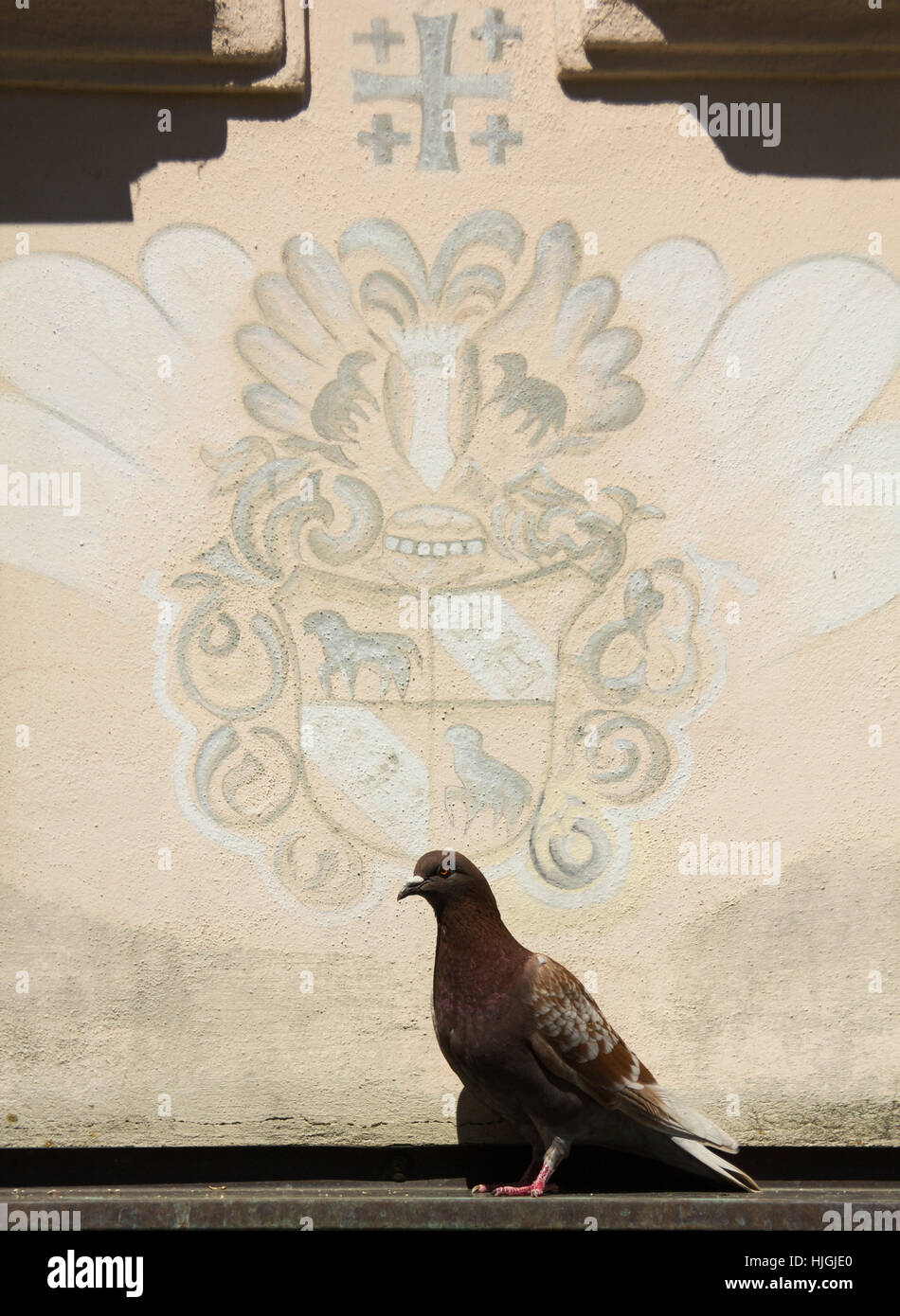 Dove crest hi-res stock photography and images - Alamy