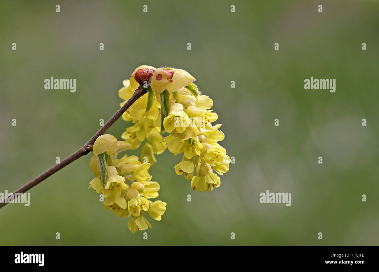 blossoms, chinese, bleed, blossoms, spring, shrub, chinese, bleed ...