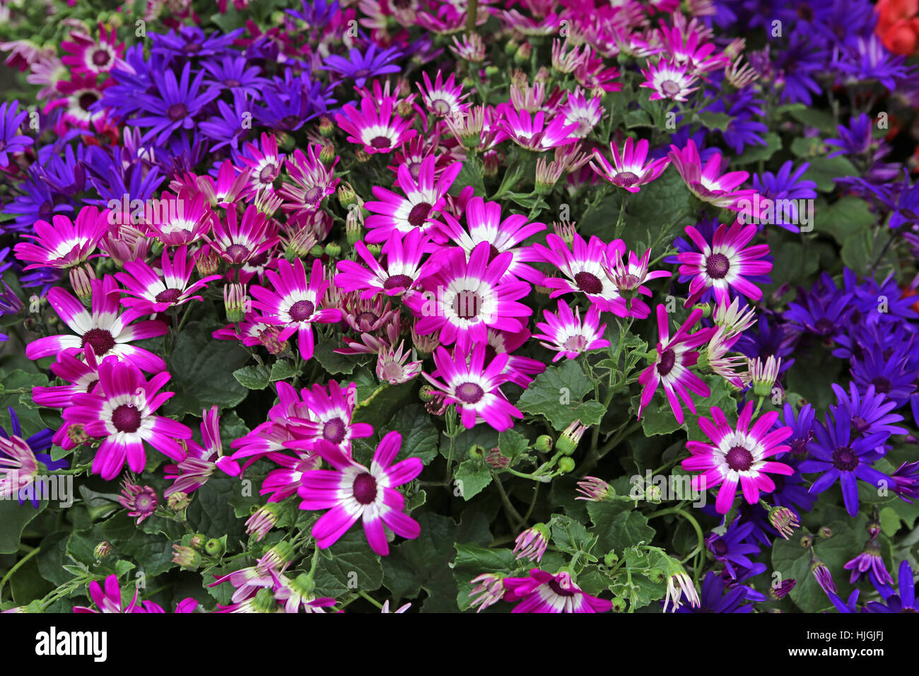 Gerbera hybrid hi-res stock photography and images - Alamy