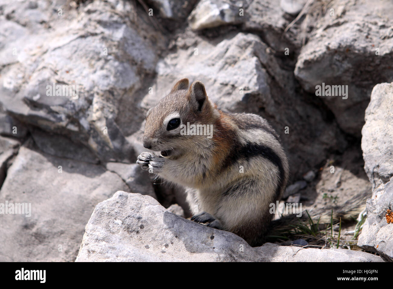 chipmunk in the rocky mountains Stock Photo - Alamy