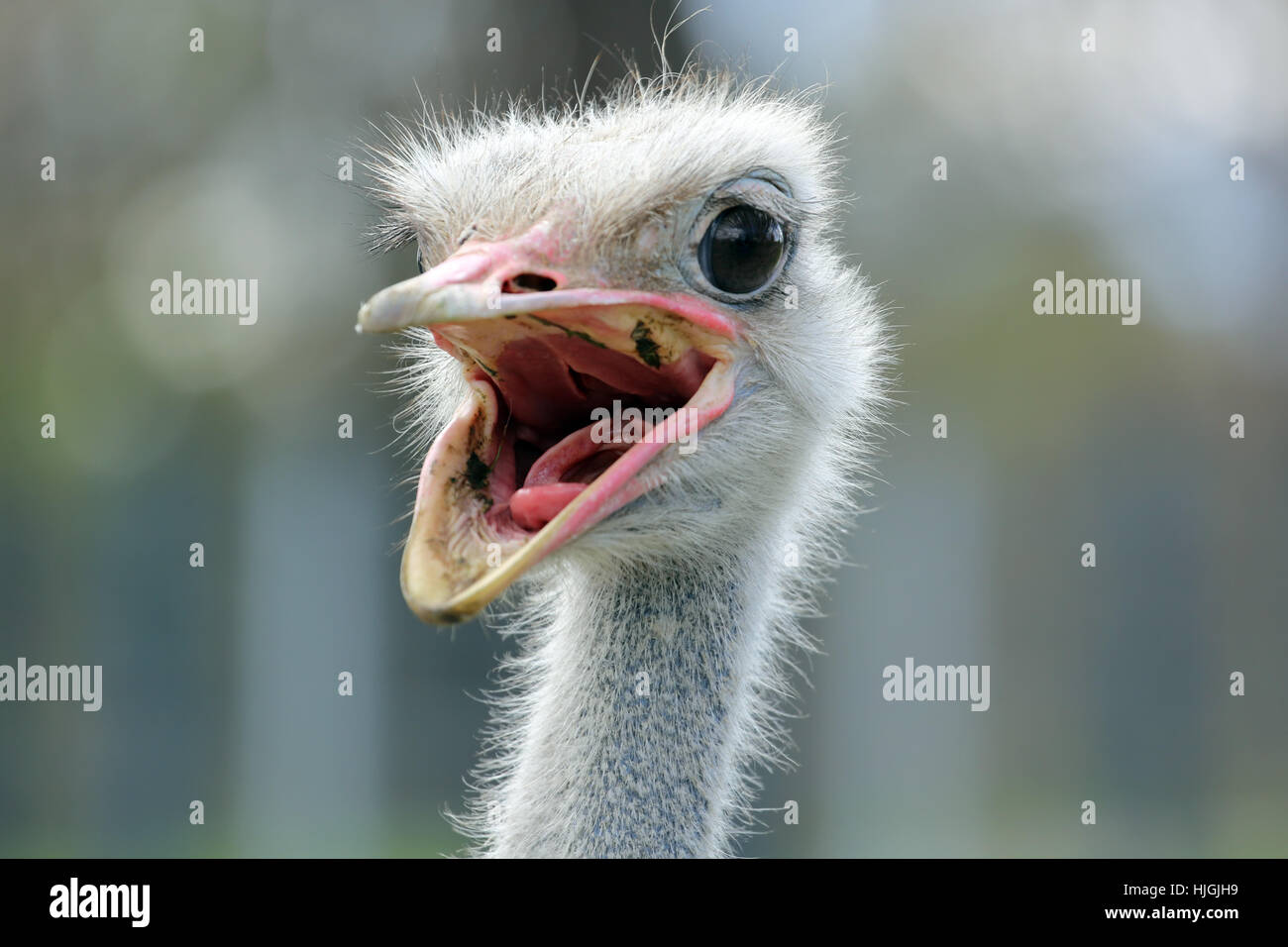 bird, birds, ostrich, cursorial birds, nosegay, animal, bird, mouth ...