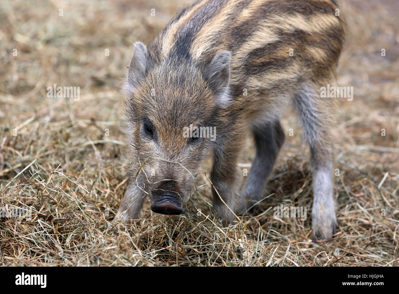 wild boar, pig, young animal, young of a wild boar, wild boars, danger ...