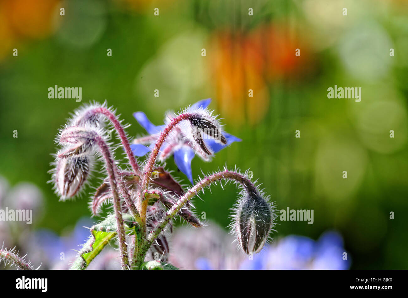 blue, flower, plant, green, flowers, bud, boil, cooks, boiling, cooking ...